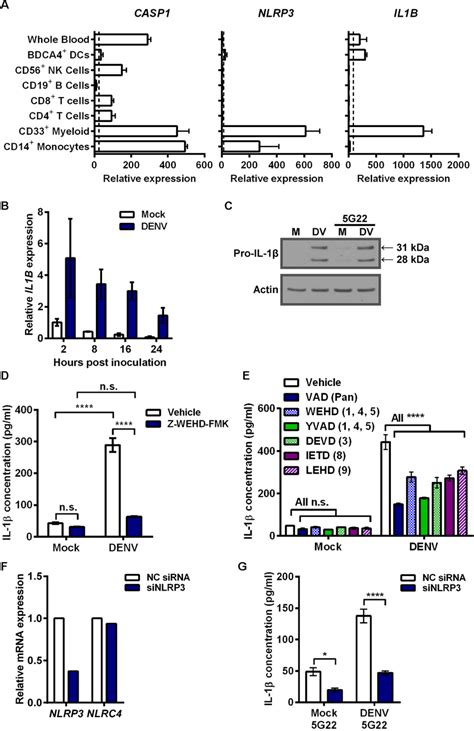 Pro Il 1β Expression Induced By Div Crude Supernatant Requires Caspase