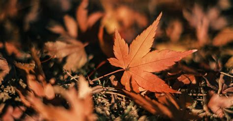 집 밖의 가을 가을의 간 갈색 감자칩 계절 계절 전환 계절의 변화 고요한 고요한 광경 나뭇잎 낙엽 다채로운 단풍 단풍나무 단풍잎 떨어지는