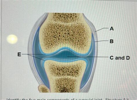 Chapter 8 Articulations Flashcards Quizlet