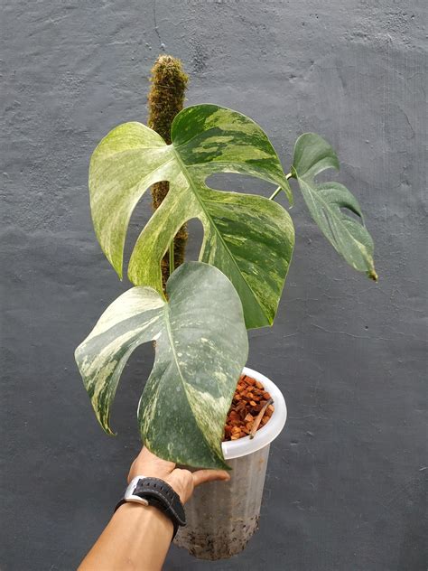 Monstera Deliciosa Mint Variegated Giant Tropical Nursery