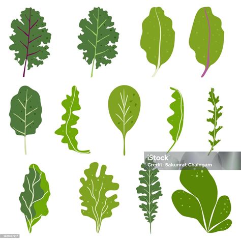 양상추와 샐러드 만화 벡터 아이콘 세트 만화 벡터 세트 그림 양상추 흰색 배경의 나뭇잎 상추에 대한 스톡 벡터 아트 및 기타 이미지 상추 샐러드 잎 Istock