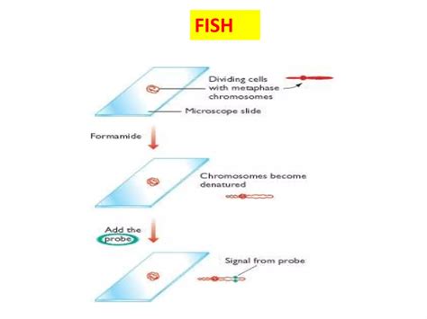 Fluorescent In Situ Hybridization Technique Pptx
