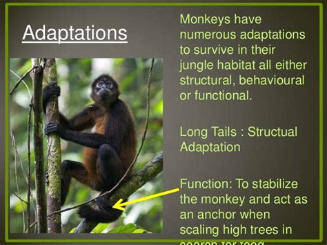 Squirrel Monkey Adaptations To The Rainforests At Isabelle Kosovich Blog