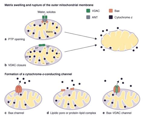 Models For The Release Of Cytochrome C From Mitochondriaduring The Download Scientific Diagram
