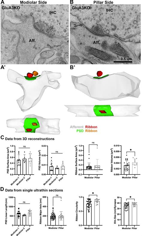 Figures And Data In Glua3 Subunits Are Required For Appropriate Assembly Of Ampar Glua2 And