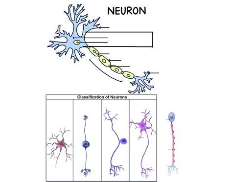 Neuron Parts And Types Quiz
