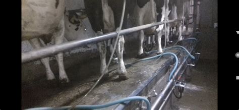 Mobilne dojenie - dojenie na telefon