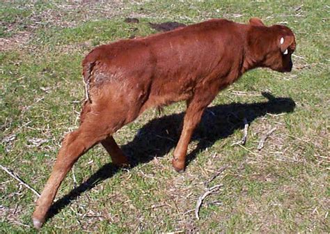 Treating Scours In Cows All About Cow Photos