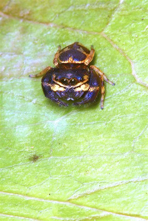 Purple Gold Jumping Spider Project Noah