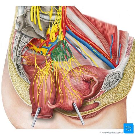 Inferior Hypogastric Plexus Sudershan Gaur