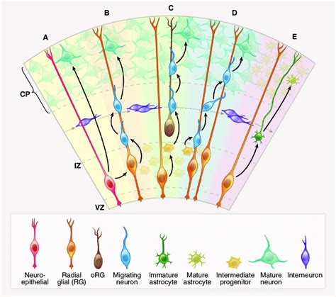 Cortical Development Origins Of Pyramidal Neurons And Astrocytes In The Download Scientific