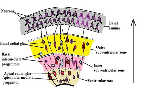 Neural Progenitor Cells Function Markers And Transfection Gene