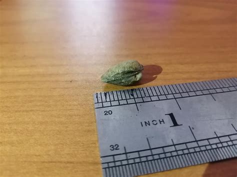 Is This A Very Tiny Fossil Clam Or Just A Rock Found In Bolivia R Fossilid