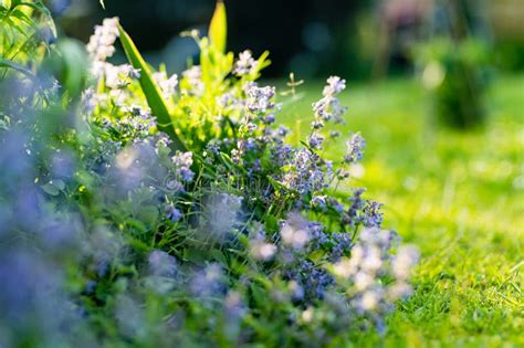 Catnip Flowers Nepeta Cataria Blossoming In A Garden On Sunny Summer