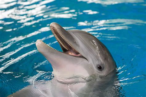 Its Time To Give Back To Dolphins Dolphin Project