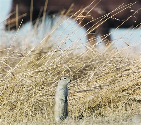 Gopher Control Enters The Post Strychnine Era The Western Producer