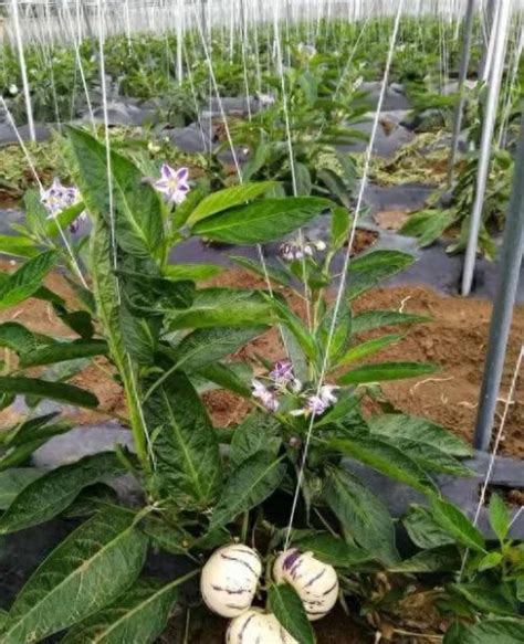 人参果树苗怎么种植管理 人参果的种植方法步骤 栽培防治 绿植迷