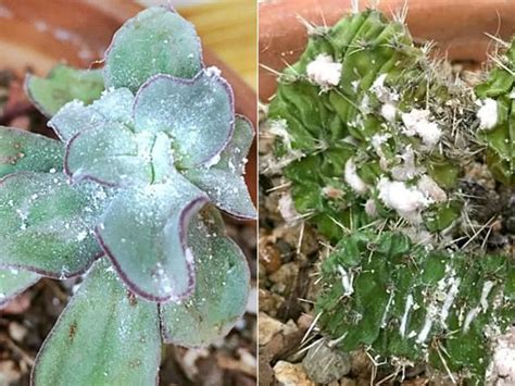 How To Control Mealybugs On Your Succulents World Of Succulents