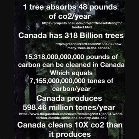 HOW MUCH CO2 DOES A TREE ABSORB