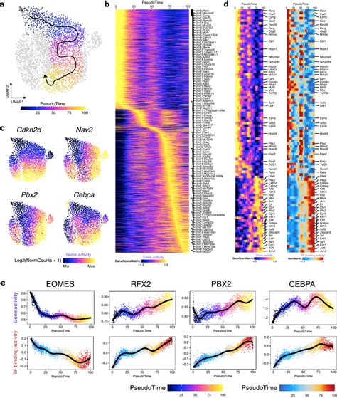 Pseudotime Trajectory Reveals Tf Dynamics Regulated By Retinoic Acid