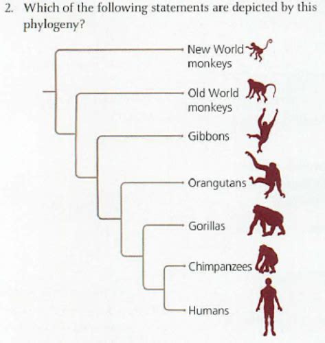 Chapter 14 How Biological Diversity Evolves Flashcards Quizlet