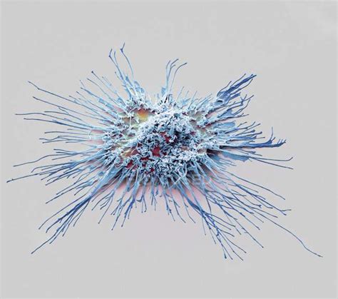 Dendritic Cells Of Immune System Protective Kupffer Cell Stock Photo