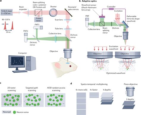 two photon calcium imaging of neuronal activity pubmed