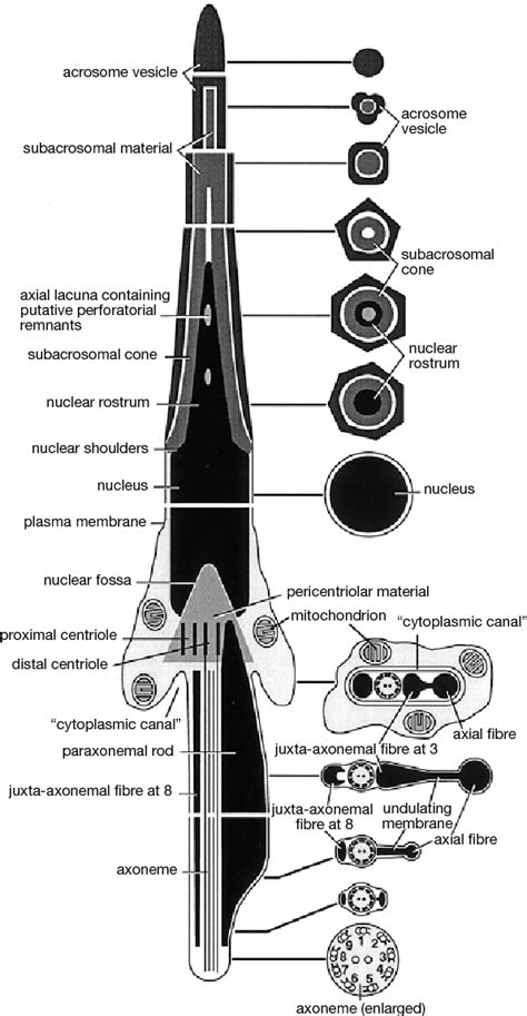 Juxta Arterial Mesenteric Lymph Node Semantic Scholar