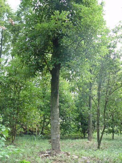 红楠 植物库 土木工程网