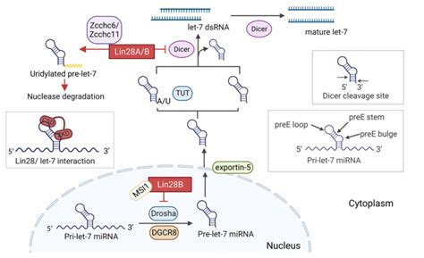 The Biogenesis Of Let 7 Microrna In The Absence Of Lin28b Pri Let 7s