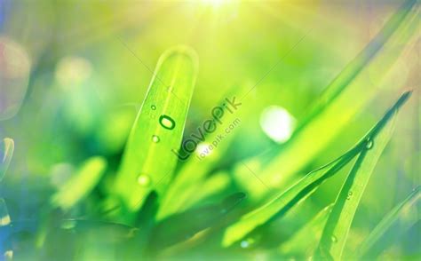 녹색 잔디 배경 신선한 사진 무료 다운로드 Lovepik
