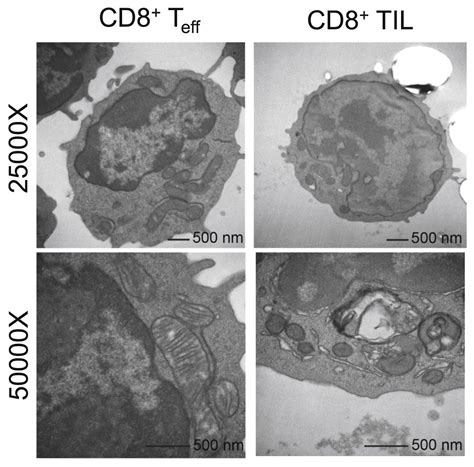 Projects — Delgoffe Lab