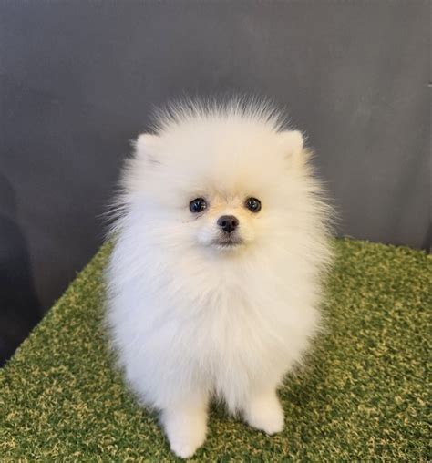 포메라니안 께끼 대형견책임분양 미니비숑프리제책임분양 토이푸들책임분양 골든리트리버책임분양 래브라도리트리버책임분양 닥스훈트책임분양 도베르만책임분양 말티치책임분양 말티폼책임분양