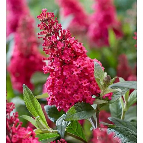 Pink Buddleia In 15 Gallons Pot 1 Pack In The Annuals Department At