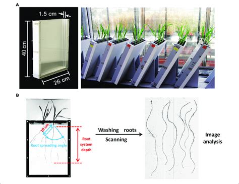 Root Phenotyping And Trait Measurement A Three Compartment Root Download Scientific