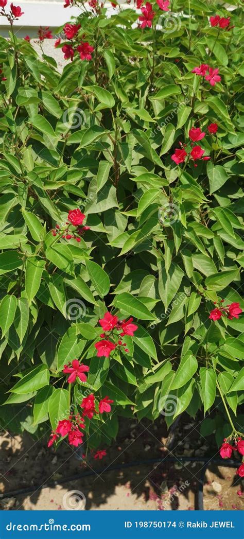 Tree Plant Uae Stock Photo Image Of Natural Nice Beautiful