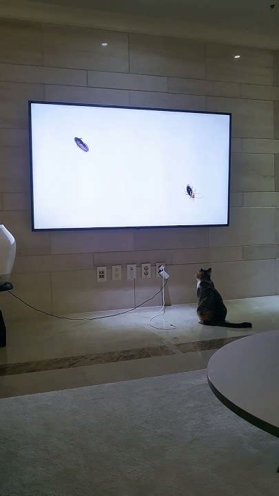 티비에 푹 빠진 용산이 고양이 길냥이구조 Cat 냥춘기 Youtube