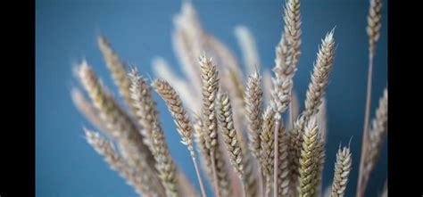 Reuters Глава ВТБ Костин предложил пресечь сделки западных трейдеров зерна в РФ