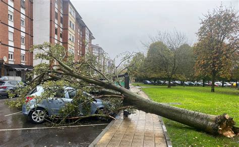 El Temporal Derriba Un árbol En El Parque De Versalles El Comercio Diario De Asturias
