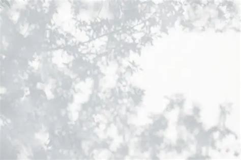 Shadow Tree Pictures Download Free Images On Unsplash