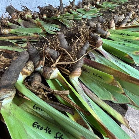 Iris All About Me 2 Produse