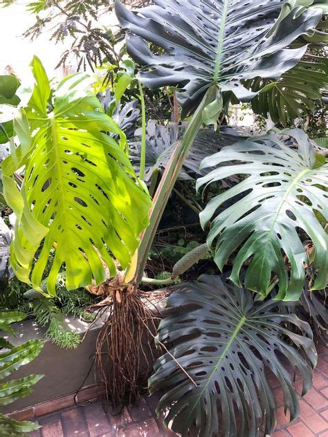 94 Tread Softly Ideas Natural World Plants Planting Flowers