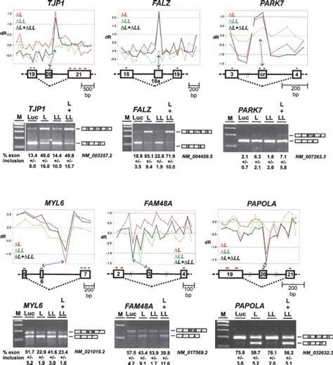 Exon Skipping And Inclusion Target Detection In Tjp1 Nm0032572