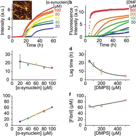 Lipid Induced Aggregation Of A Synuclein And B Synuclein At 30 And 60 Download Scientific