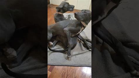 Great Dane Youtube