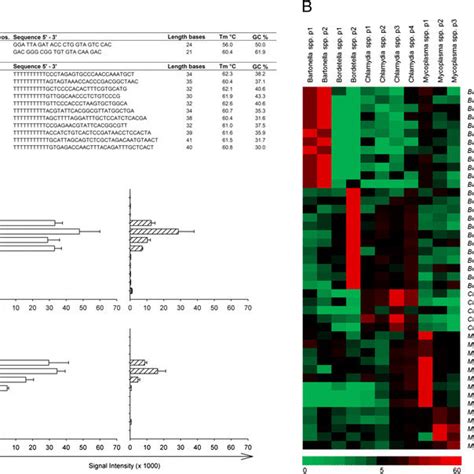 Detection Of C Pneumoniae By A Dna Microarray For Intracellular Download Scientific Diagram