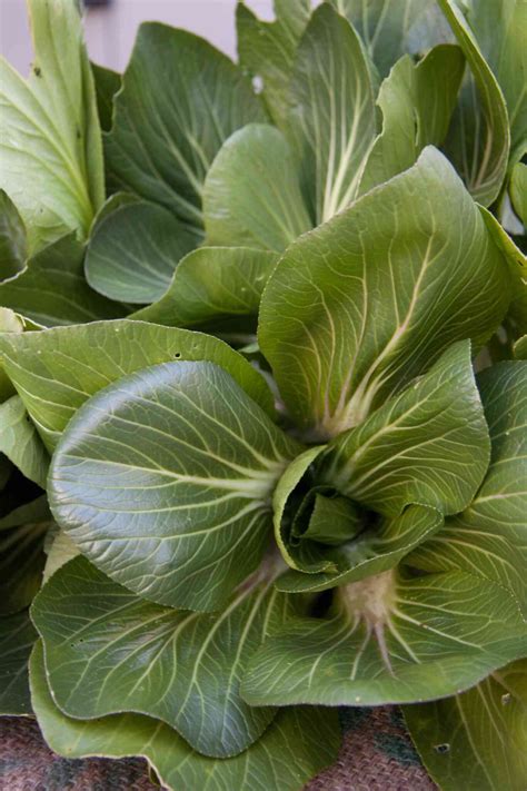 19 Vegetables To Plant In August For Fall Harvest Homestead Gardener