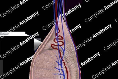 Epididymis Complete Anatomy