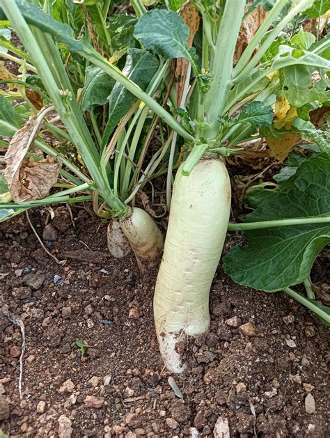 Radish White Long Sahaja Seeds