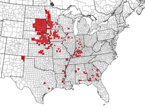 Corn Disease Web Graphics 10 Ks Corn